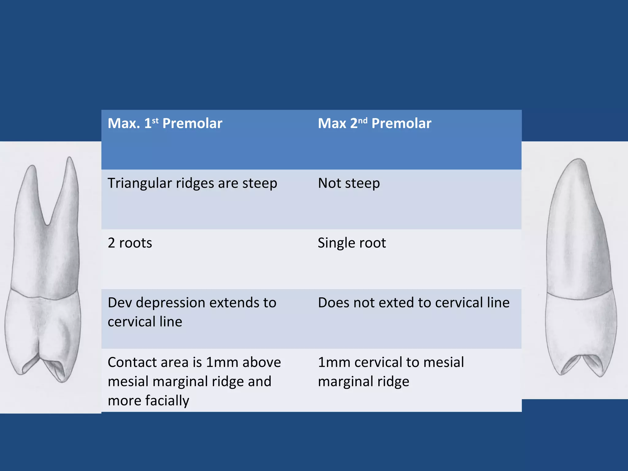 Upper Second Premolar | PPT