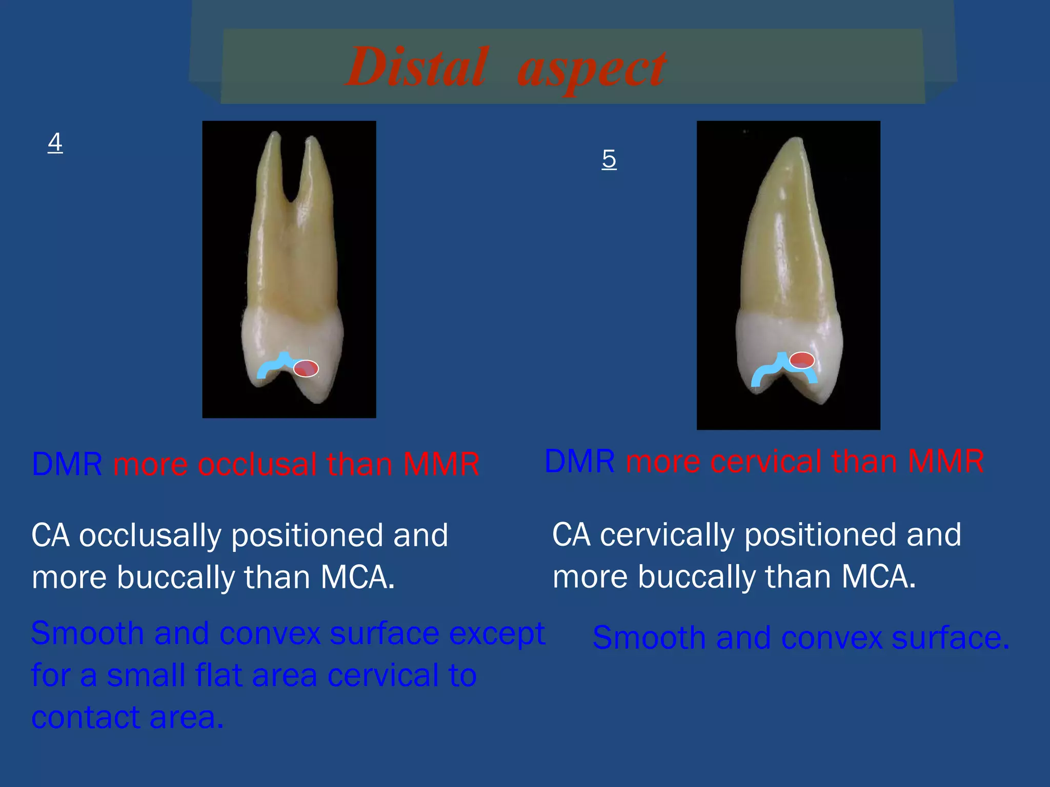 Upper Second Premolar | PPT
