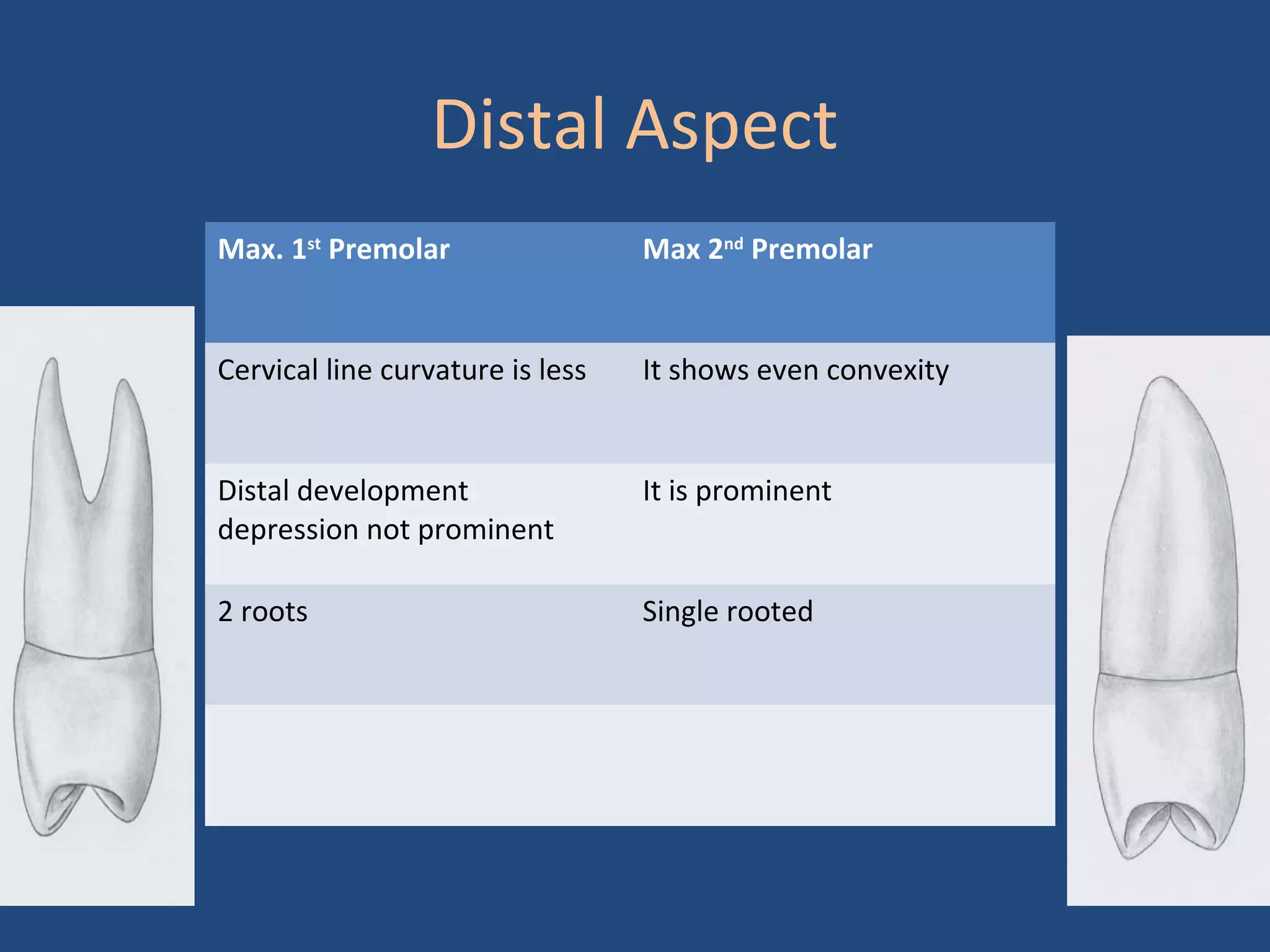 Upper Second Premolar | PPT