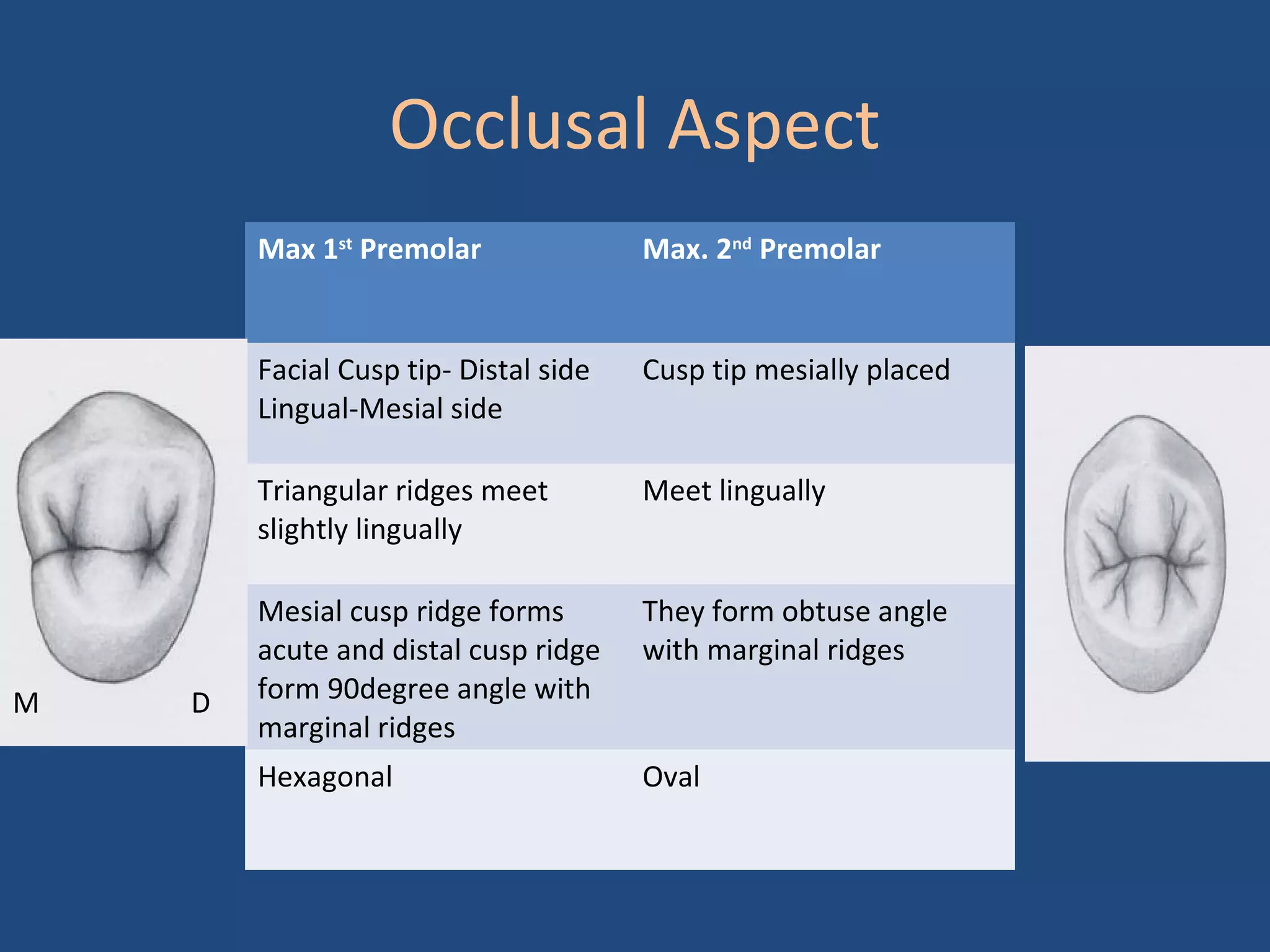 Upper Second Premolar | PPT