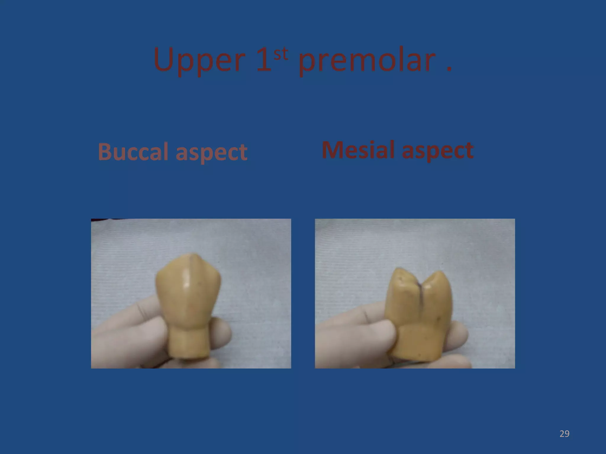 Upper Second Premolar | PPT