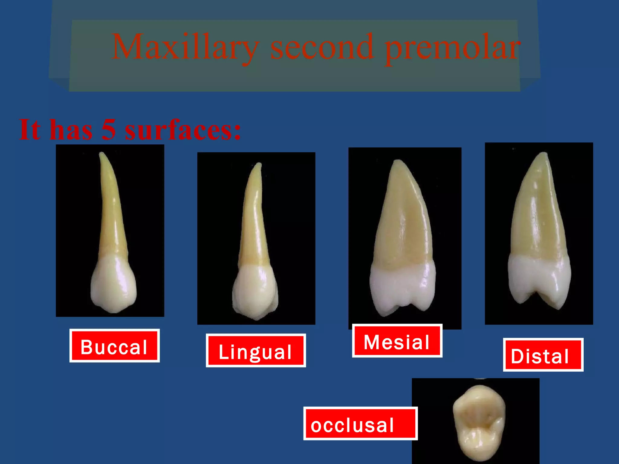 Upper Second Premolar | PPT