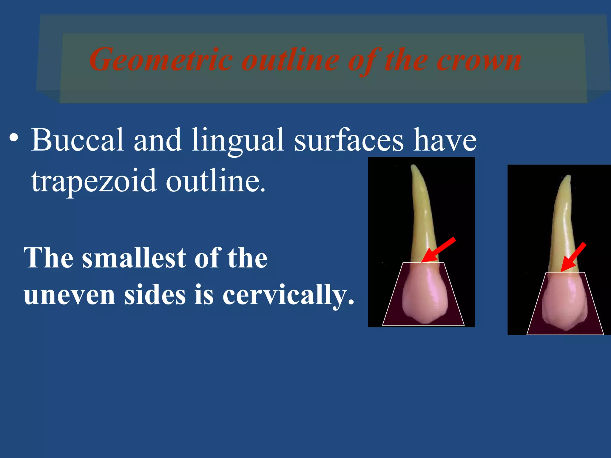 Upper Second Premolar | PPT