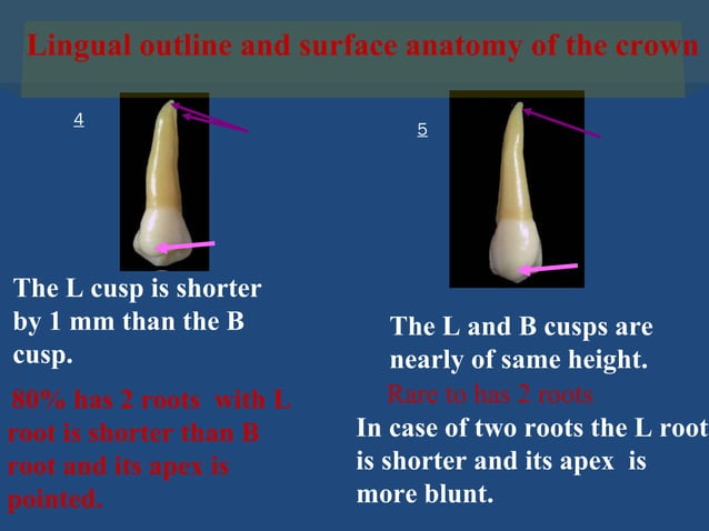 Upper Second Premolar | PPT | Dental Health | Diseases and Conditions