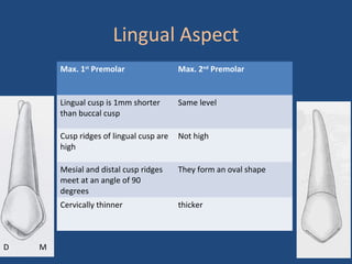 Upper Second Premolar | PPT