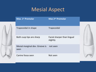 Upper Second Premolar | PPT