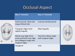 Upper Second Premolar | PPT