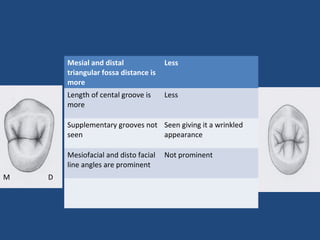 Upper Second Premolar | PPT