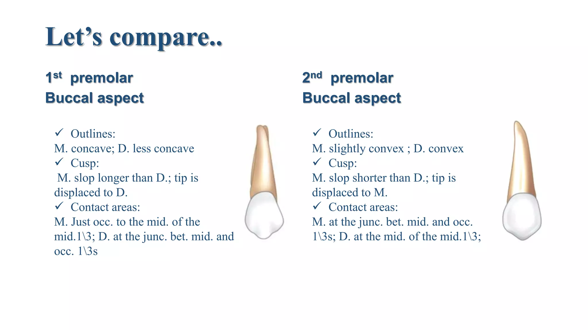 Maxillary second premolar | PPTX