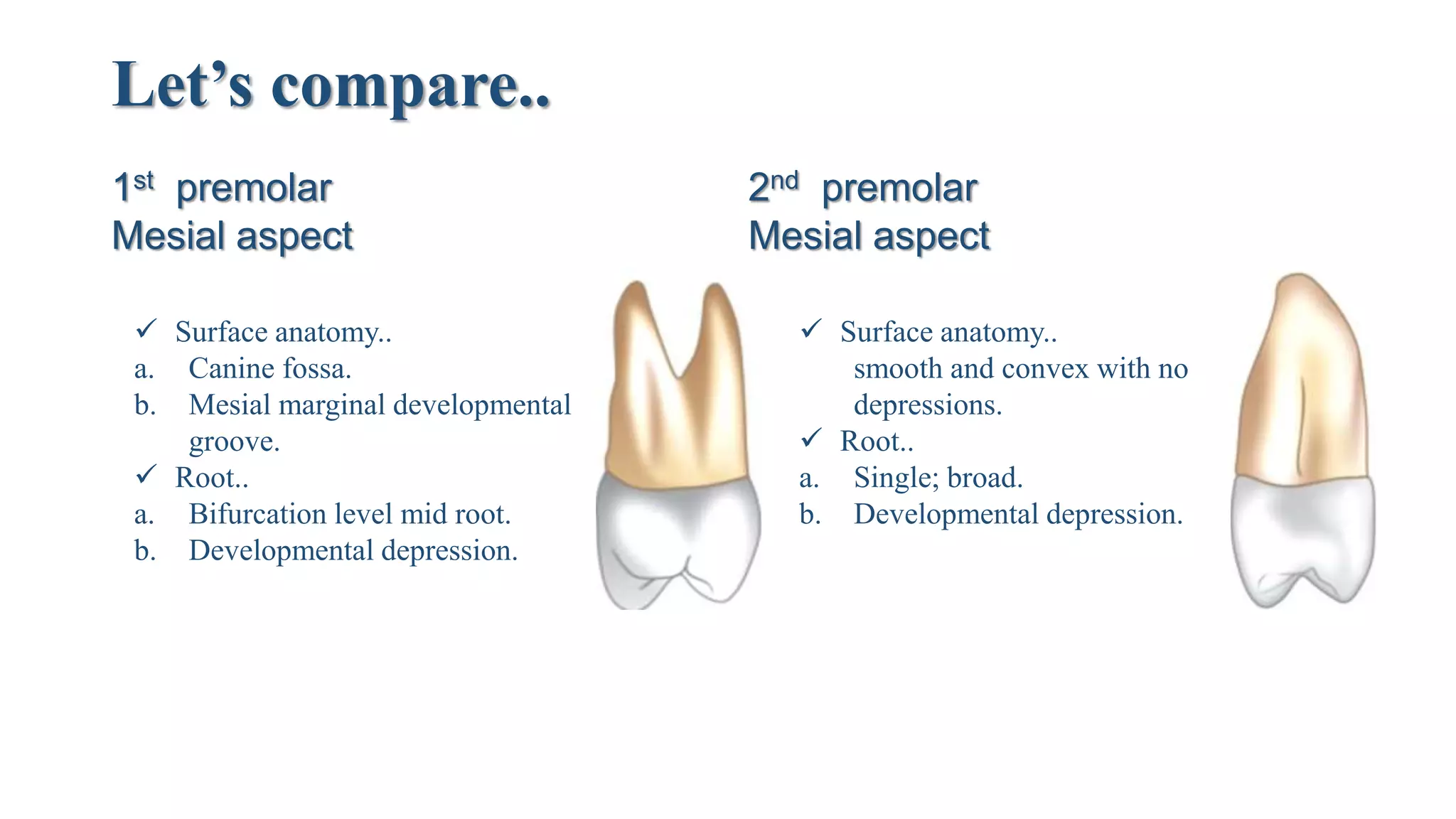 Maxillary second premolar | PPTX