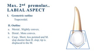 Maxillary second premolar | PPTX