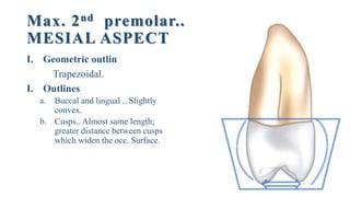 Maxillary second premolar | PPTX