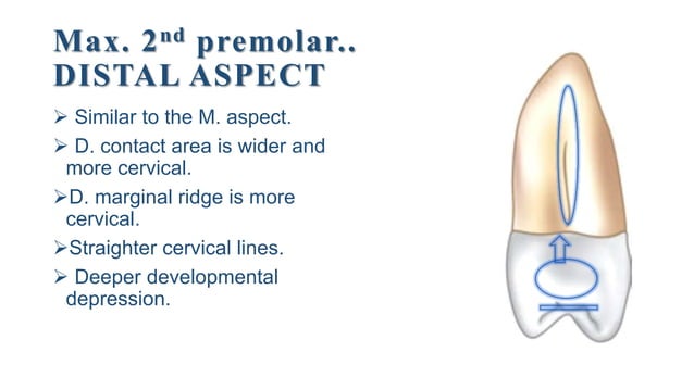 Maxillary second premolar | PPTX | Dental Health | Diseases and Conditions