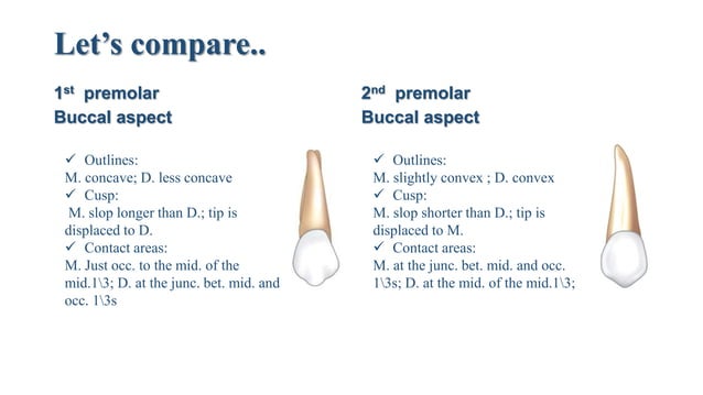 Maxillary second premolar | PPTX | Dental Health | Diseases and Conditions