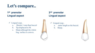 Maxillary second premolar | PPTX