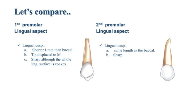 Maxillary second premolar | PPTX | Dental Health | Diseases and Conditions