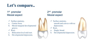Maxillary second premolar | PPTX