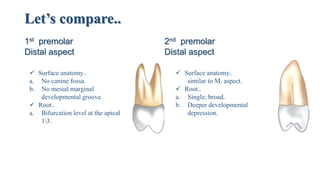 Maxillary second premolar | PPTX