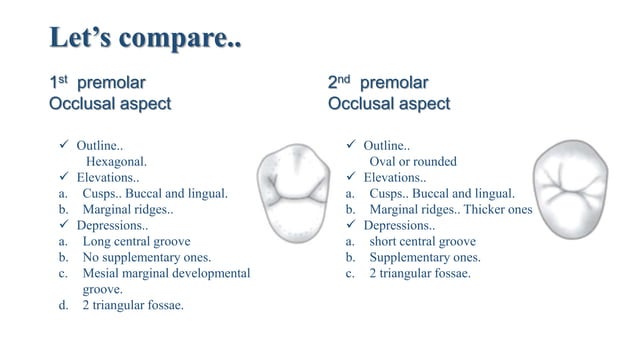 Maxillary second premolar | PPTX | Dental Health | Diseases and Conditions