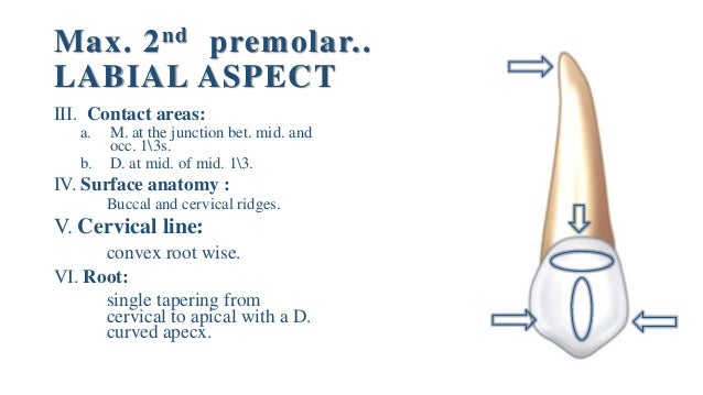 Maxillary Second Premolar Anatomy