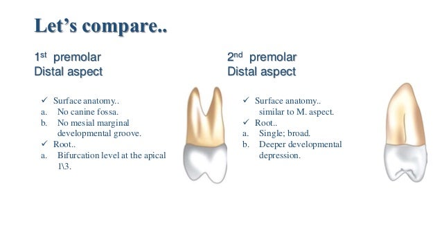 Maxillary second premolar