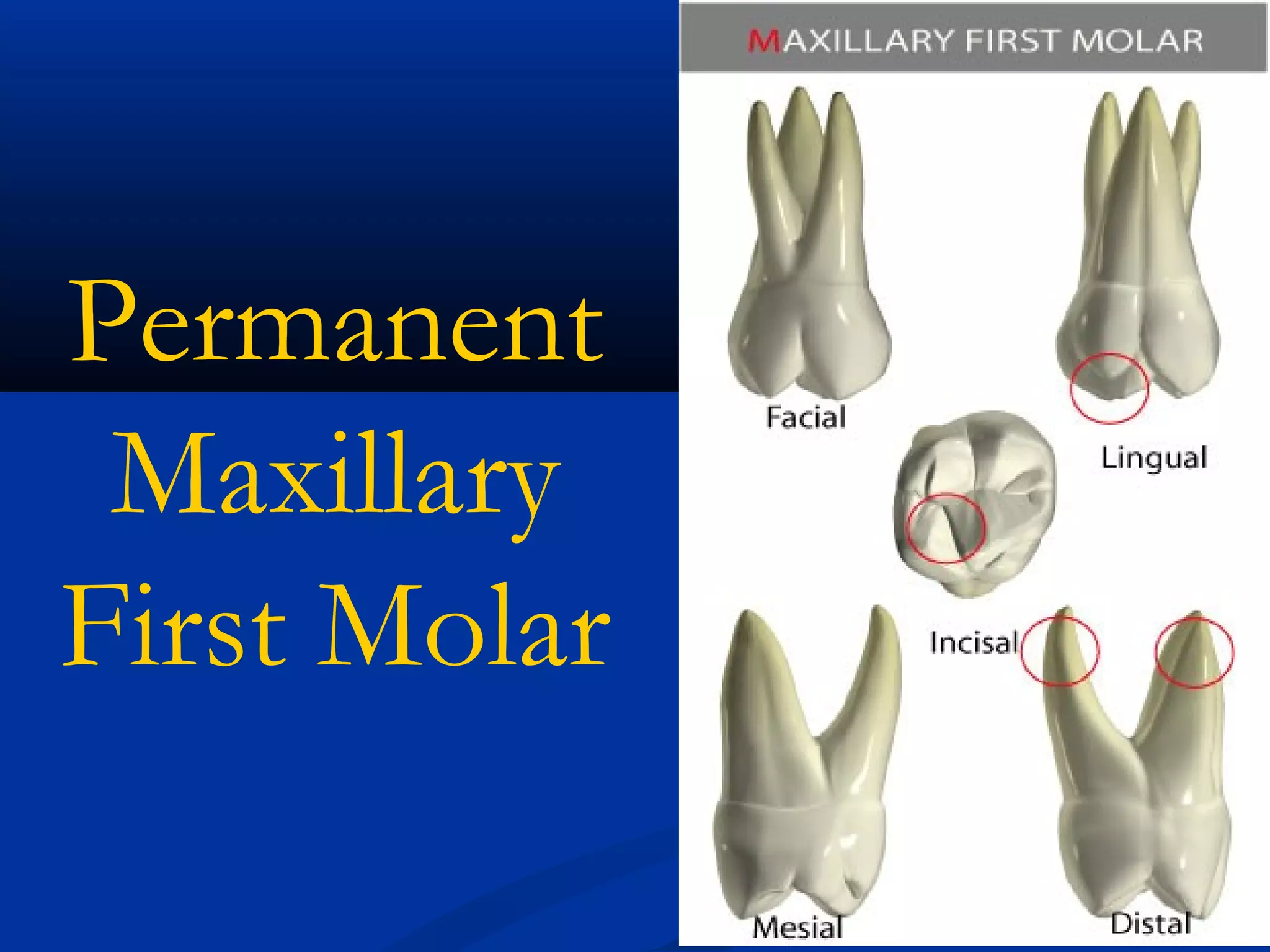 Upper First Molar | PPT