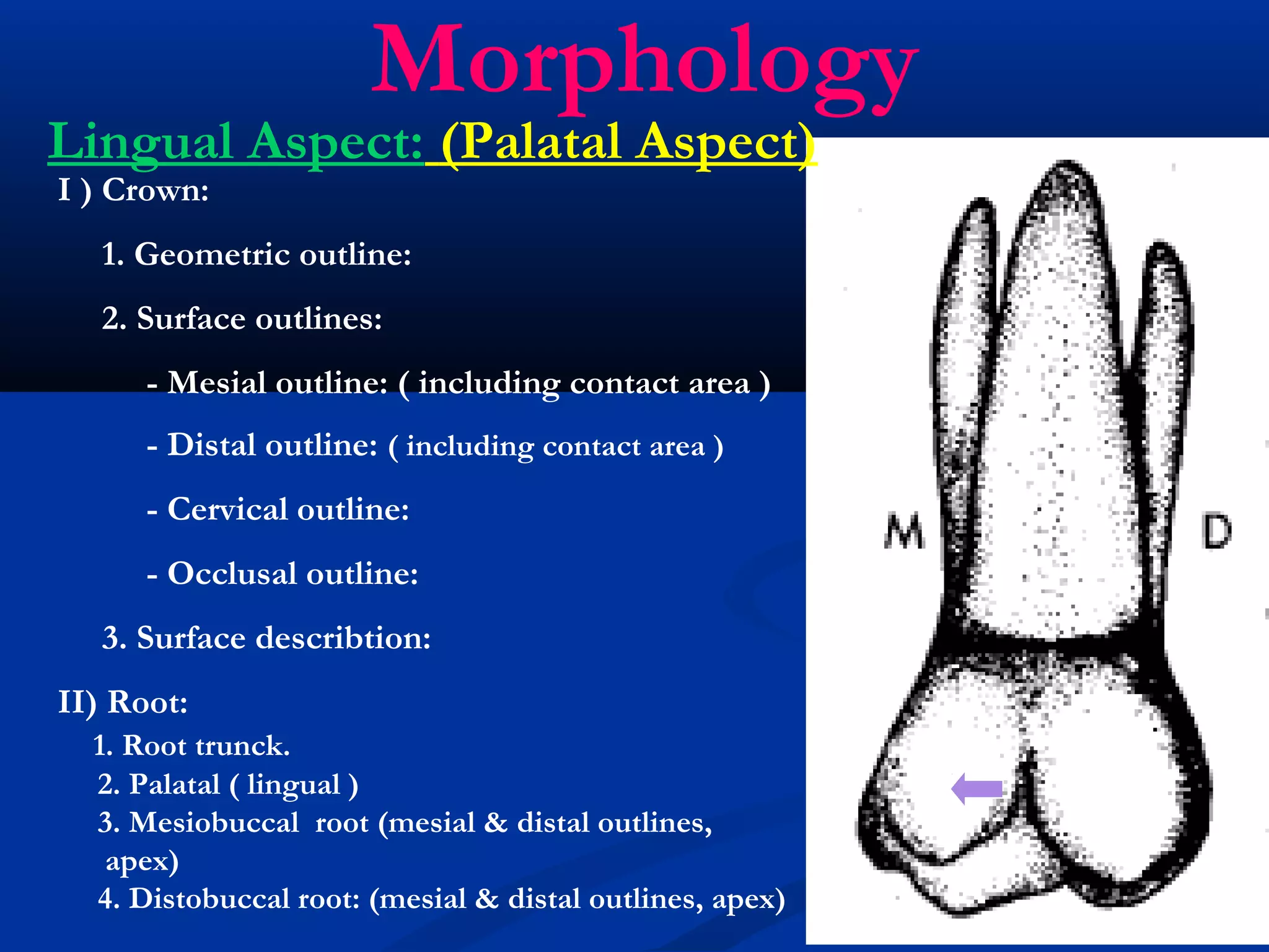 Upper First Molar | PPT