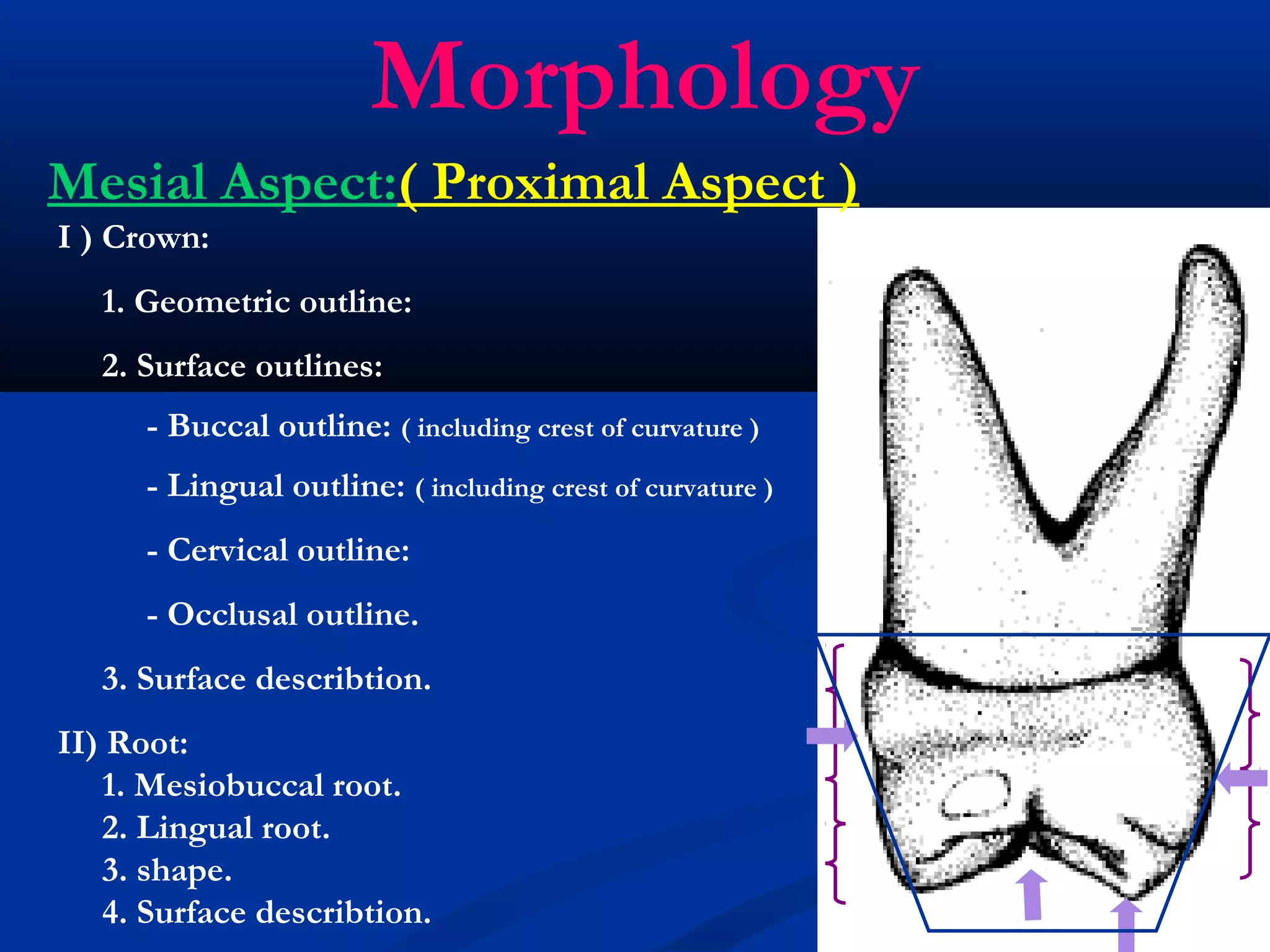 Upper First Molar | PPT