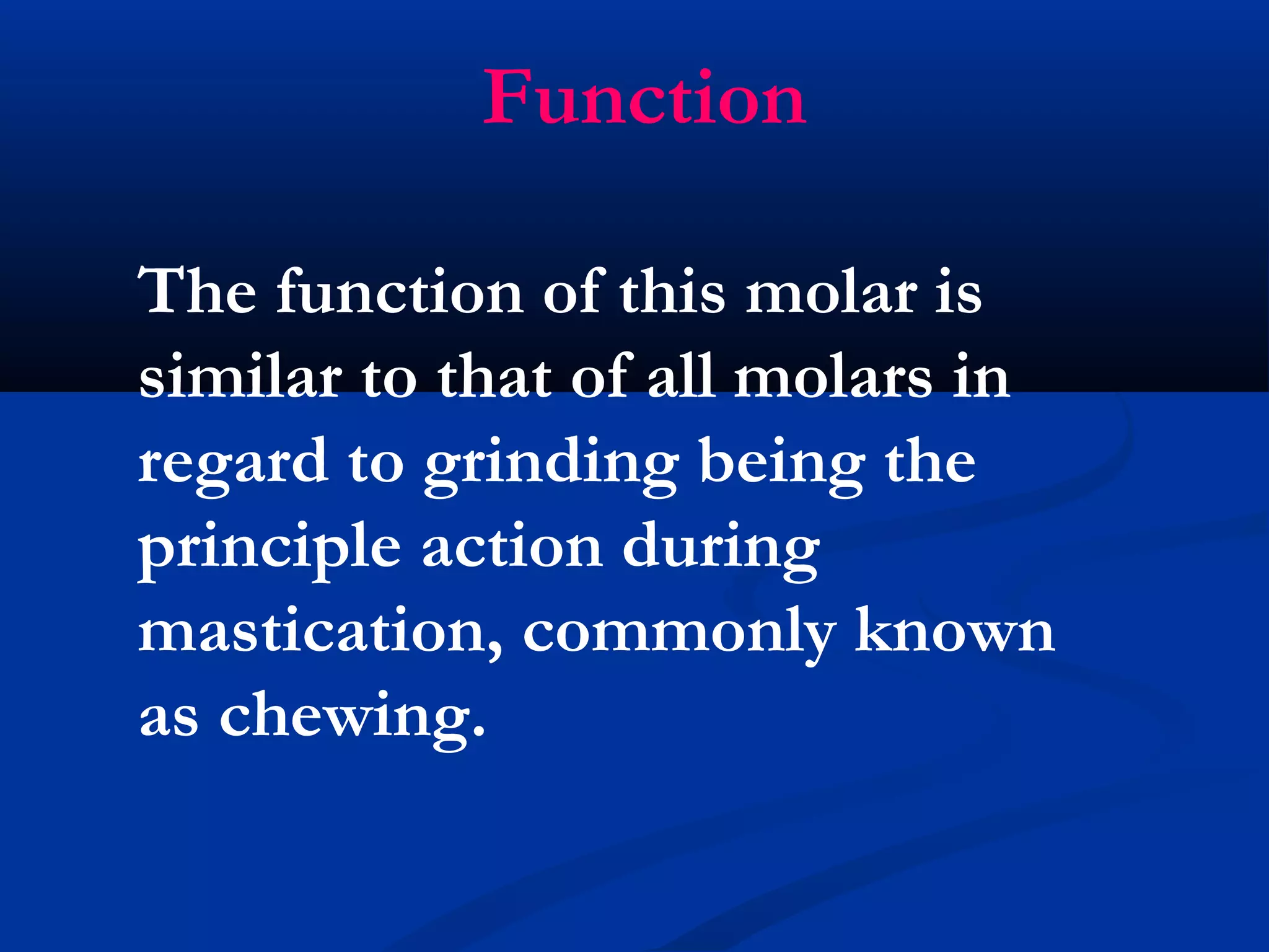 Upper First Molar | PPT