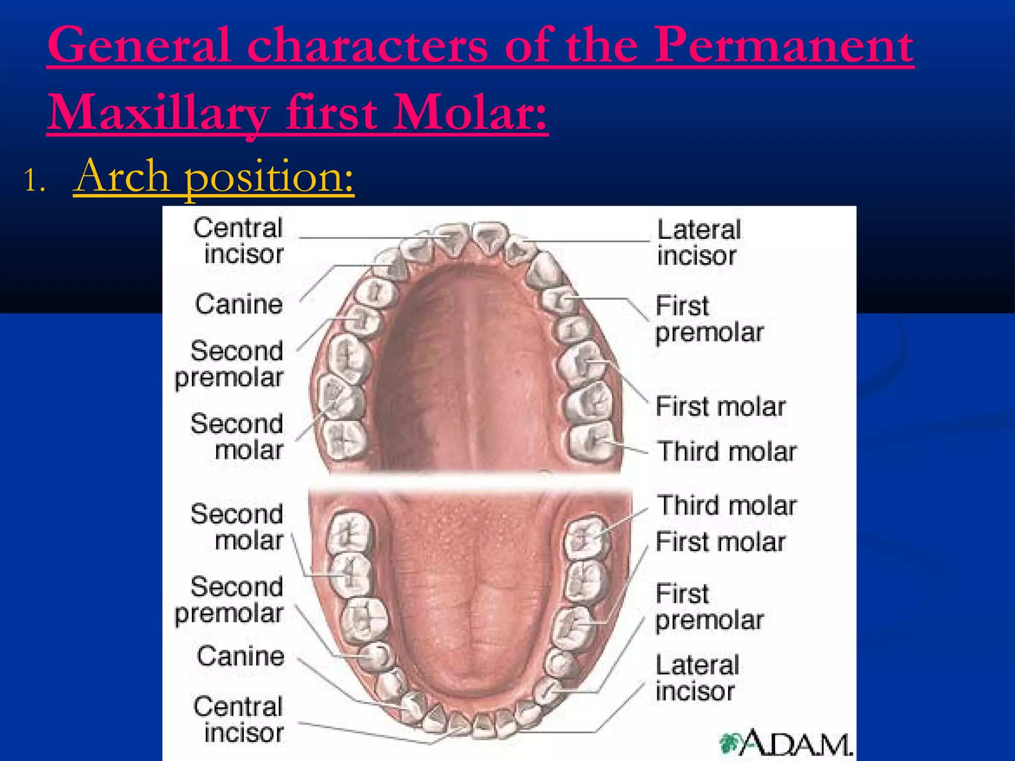 Upper First Molar | PPT