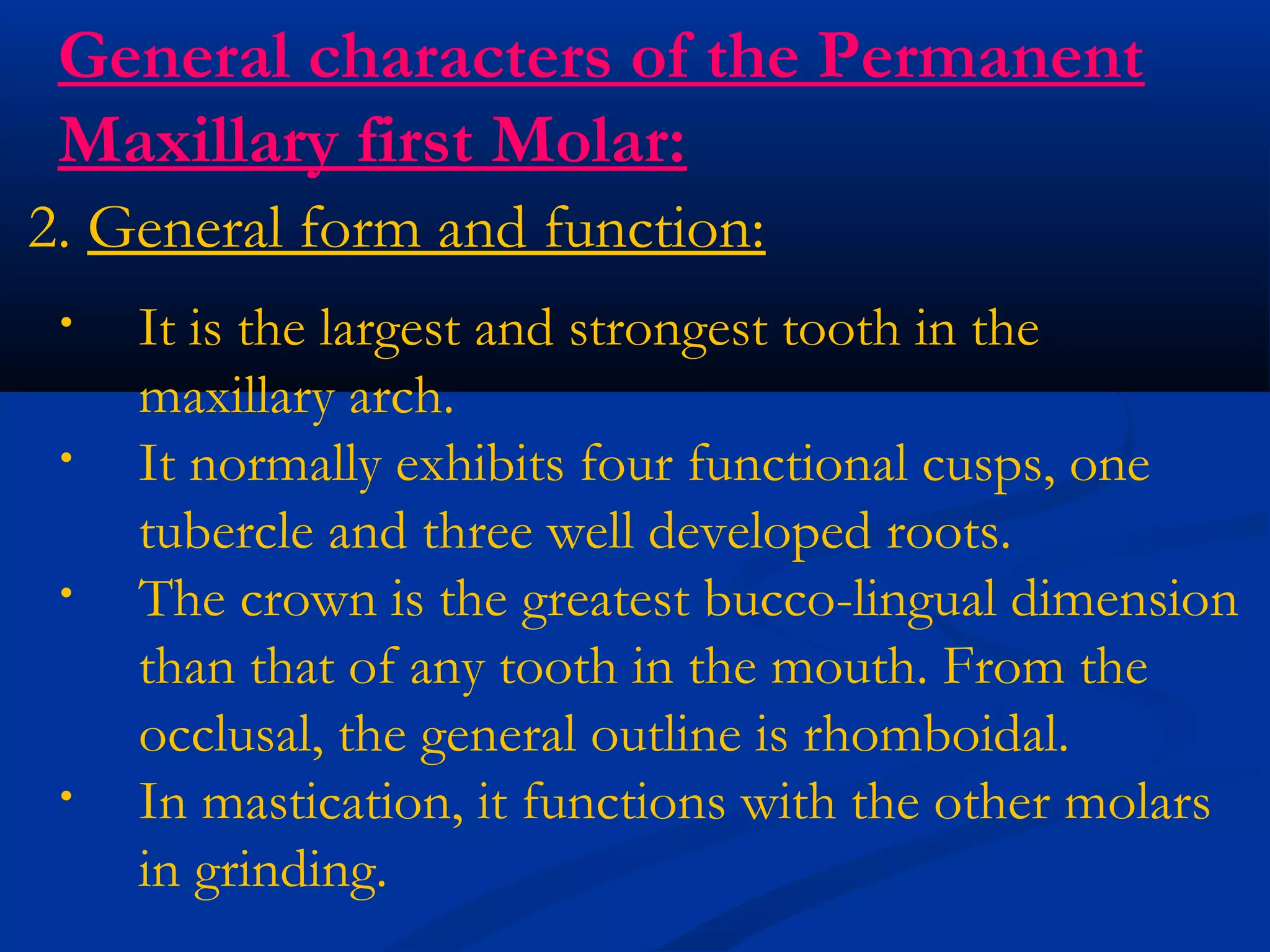 Upper First Molar | PPT