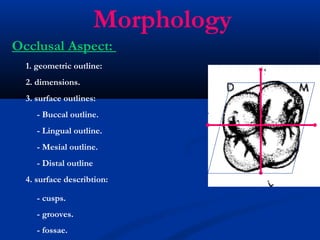 Upper First Molar | PPT