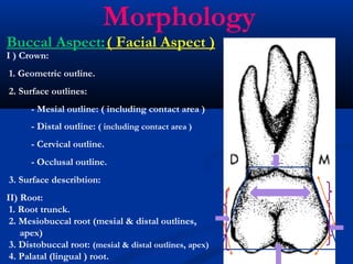 Upper First Molar | PPT