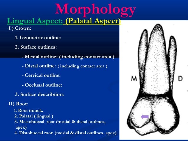 Upper First Molar