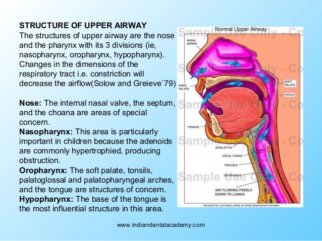 Upper airway