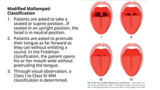 Upper Airway, Cranial Morphology, and Sleep Apnea.pptx