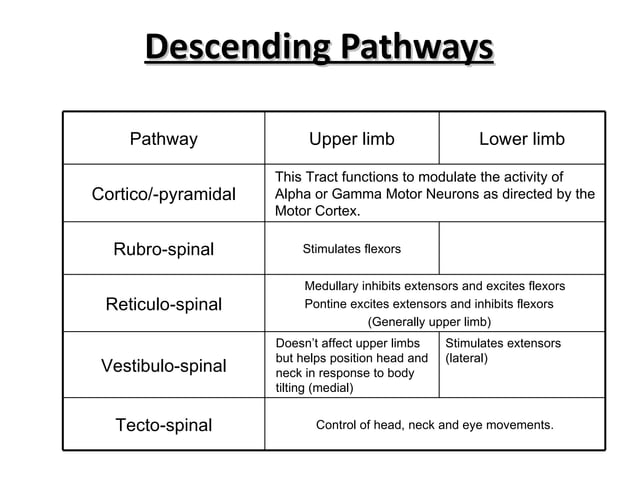 Upper and lower motor neuron lesions by DR.IFRA