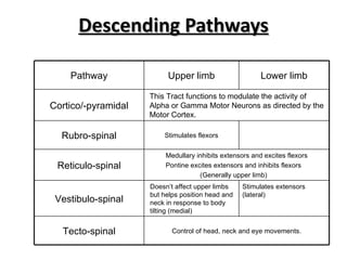 Upper Motor Neuron Function