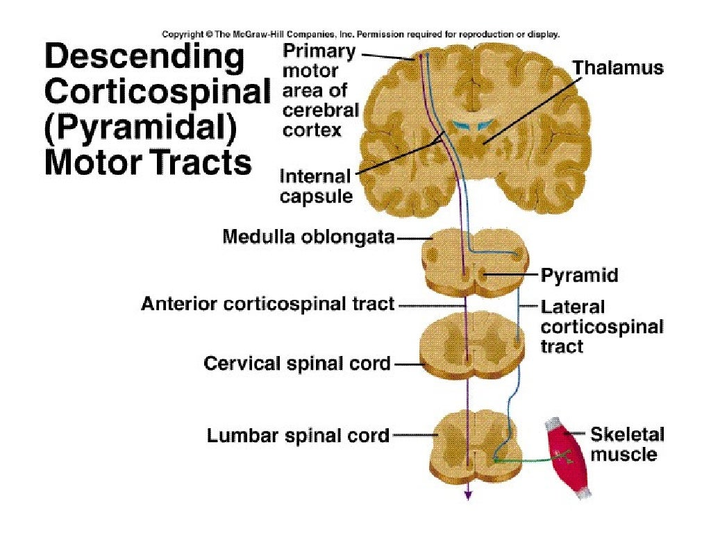 Upper And Lower Motor Neuron