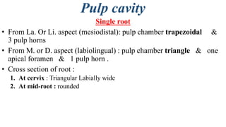 Upper Central Incisor.pptx | Dental Health | Diseases and Conditions