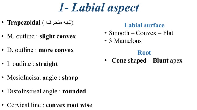 Upper Central Incisor.pptx