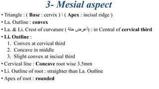 Upper Central Incisor.pptx | Dental Health | Diseases and Conditions
