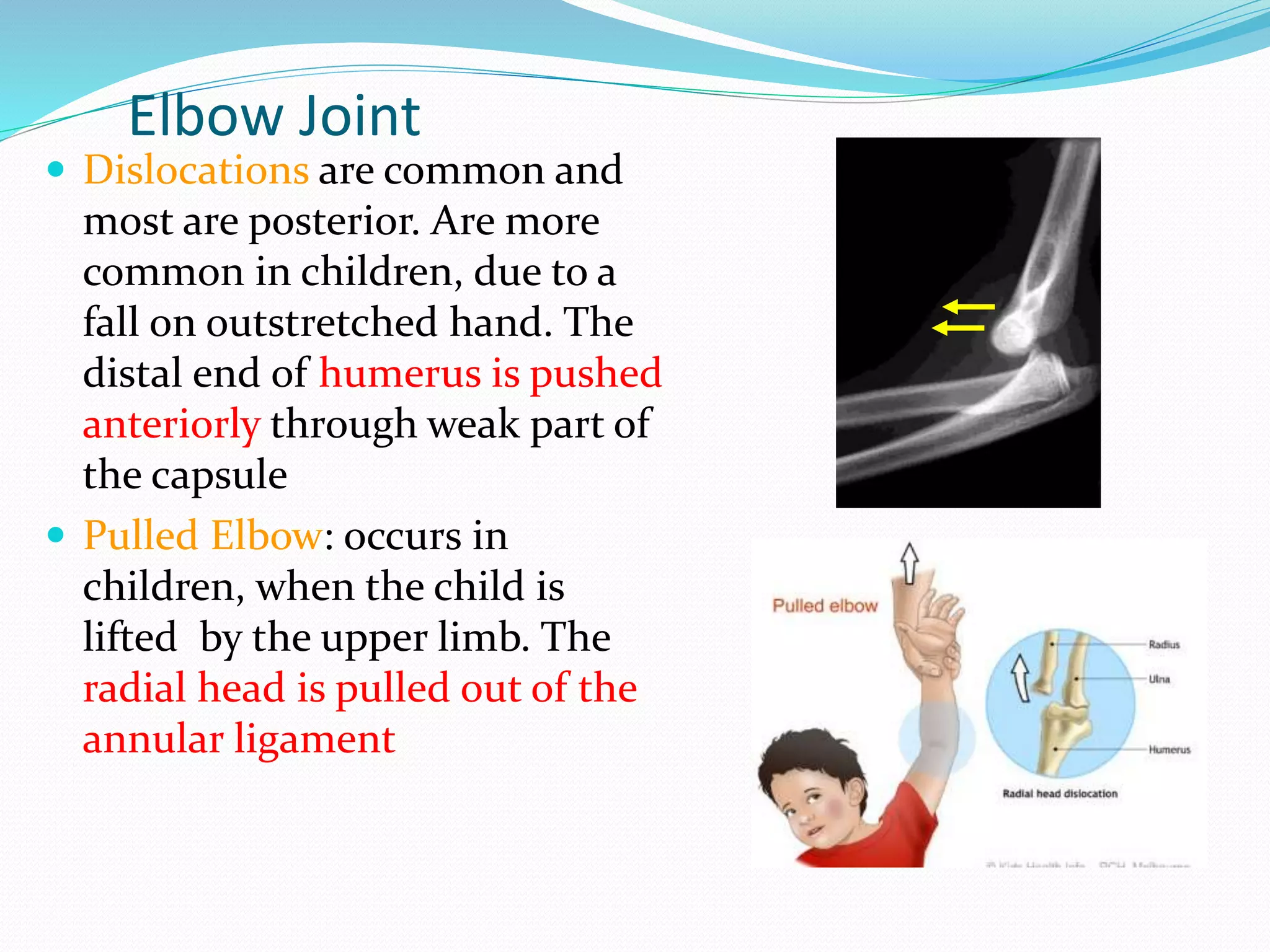 Anatomy of Upper extremity | PPTX