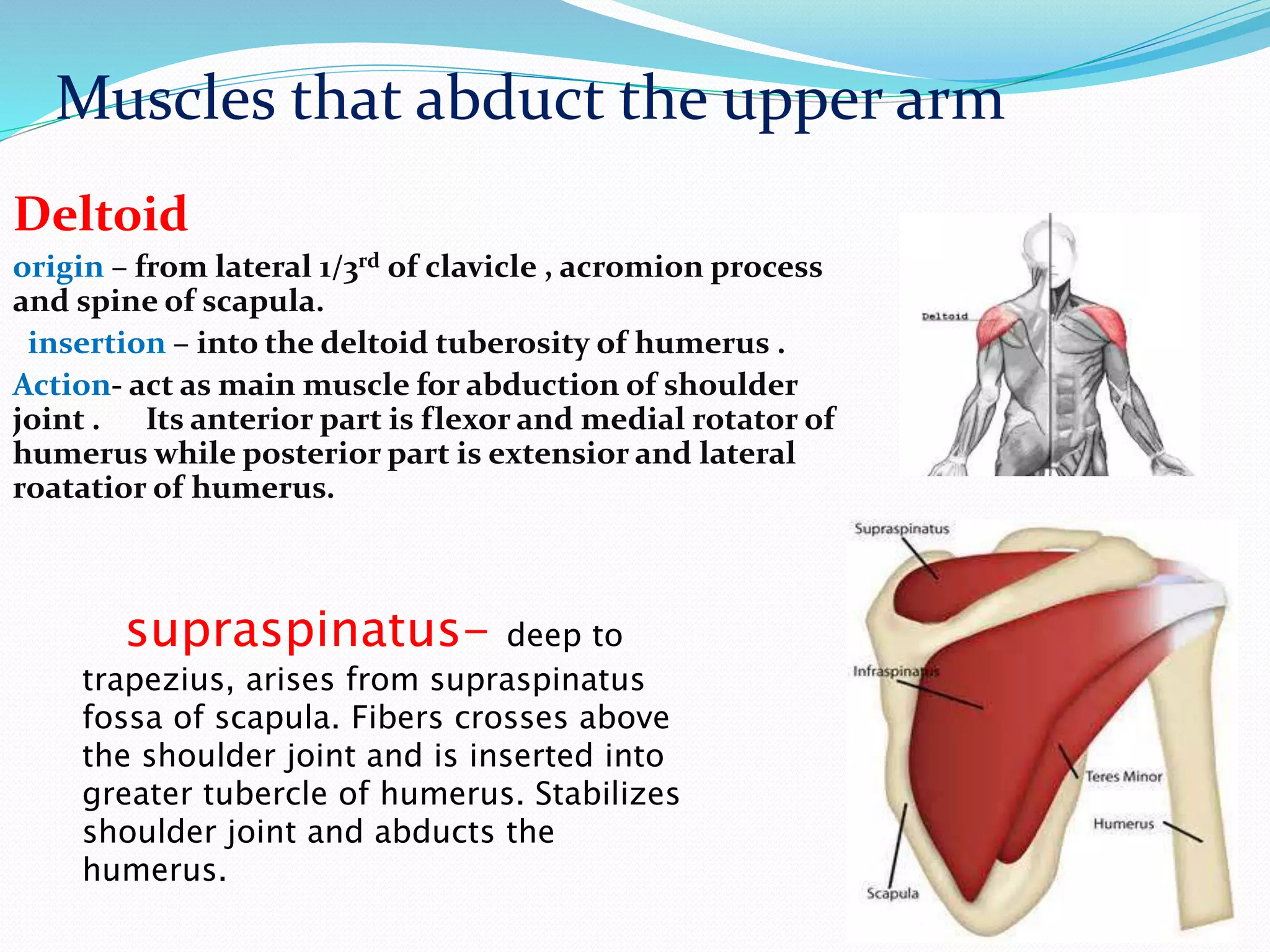 Anatomy of Upper extremity | PPTX