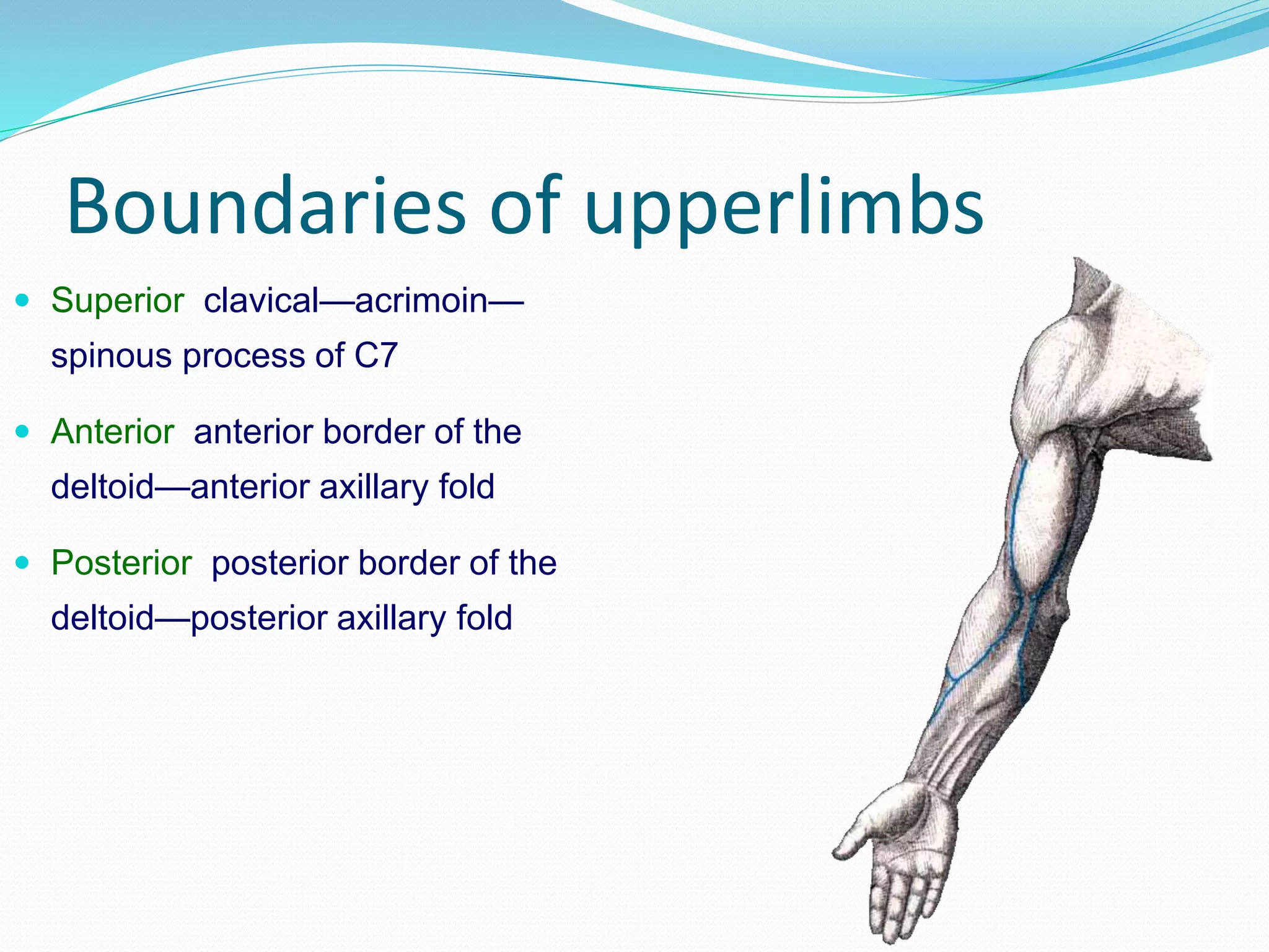Anatomy of Upper extremity | PPTX