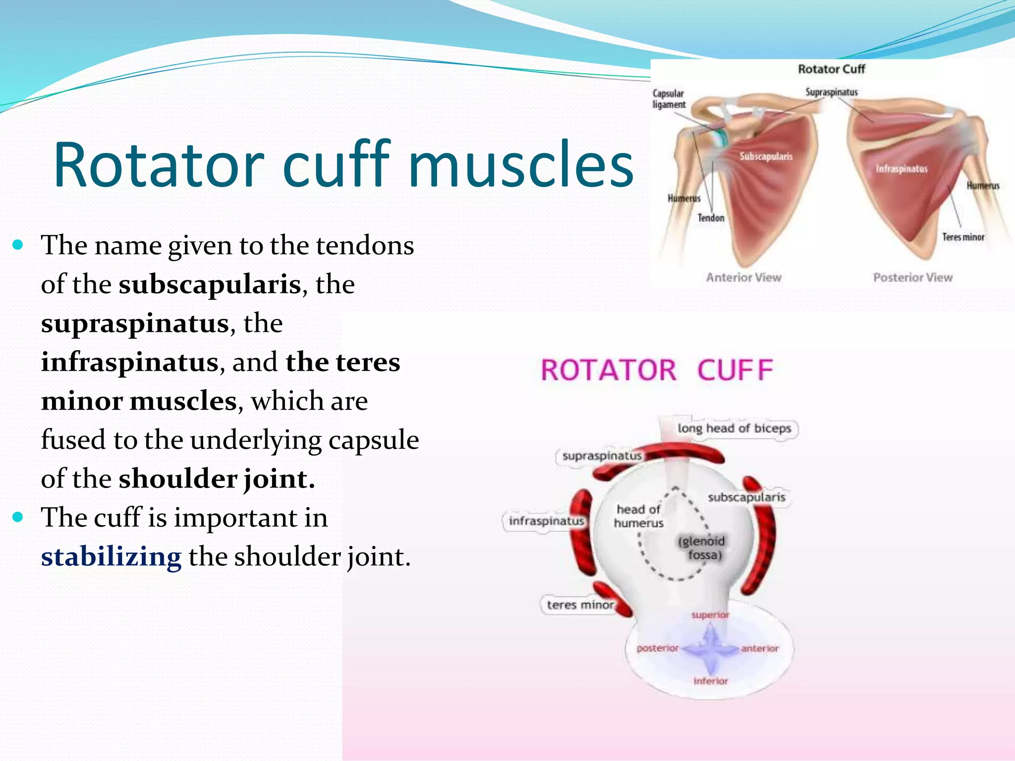 Anatomy of Upper extremity | PPTX