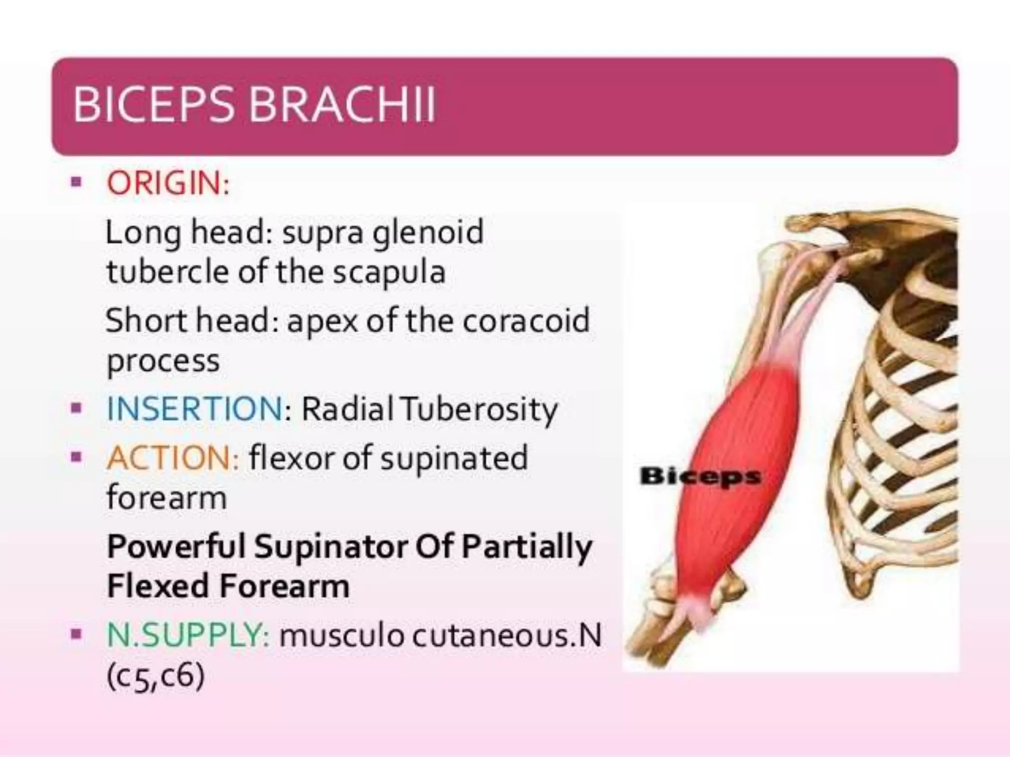 Anatomy of Upper extremity | PPTX