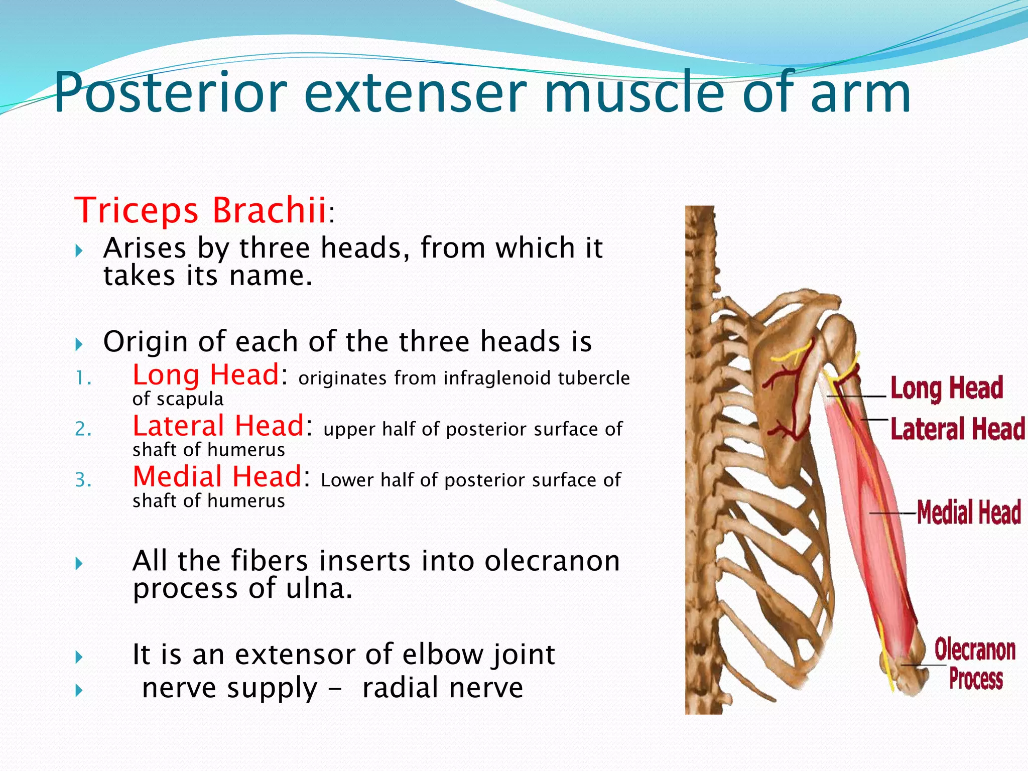 Anatomy of Upper extremity | PPTX