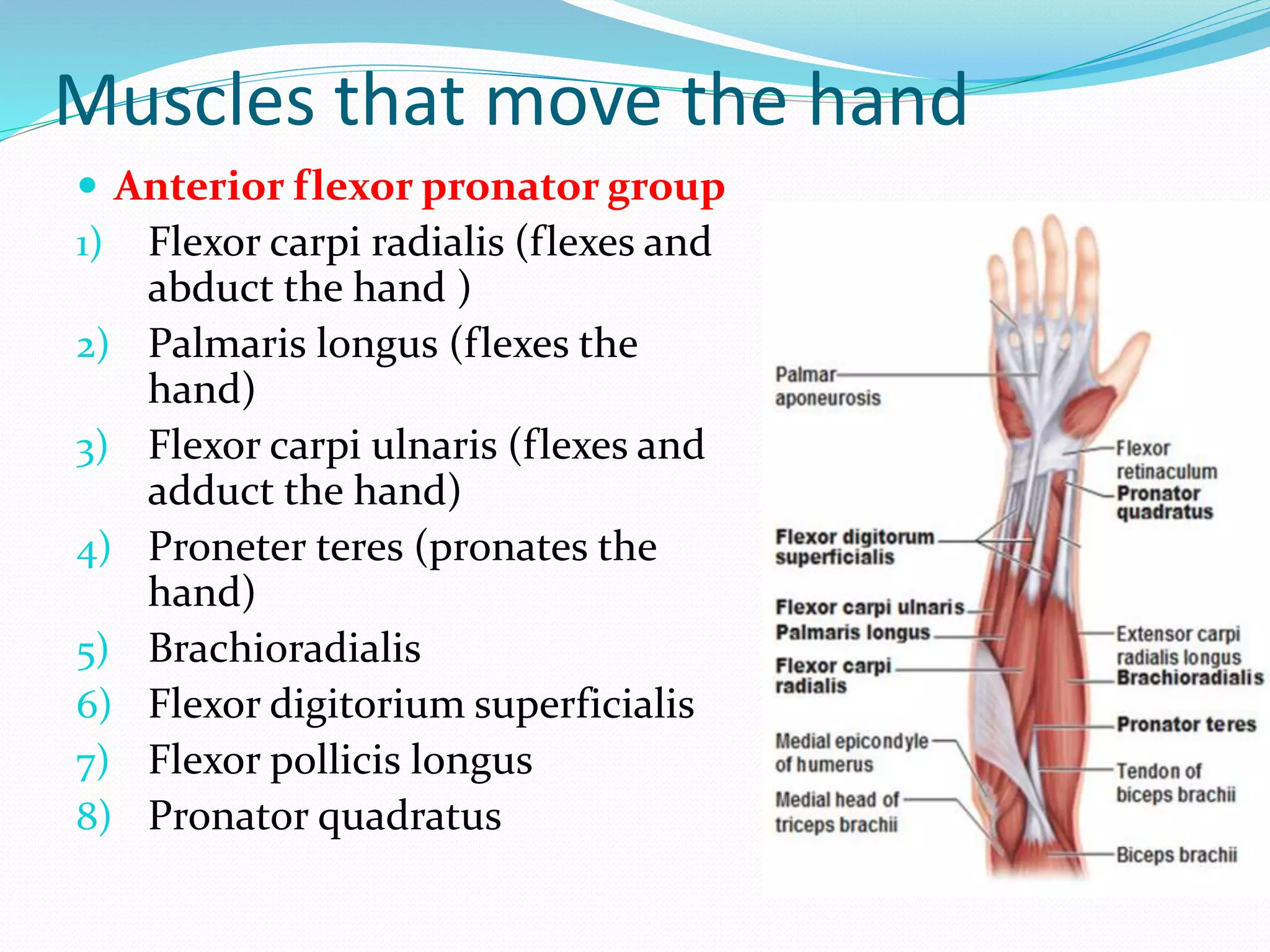 Anatomy of Upper extremity | PPTX