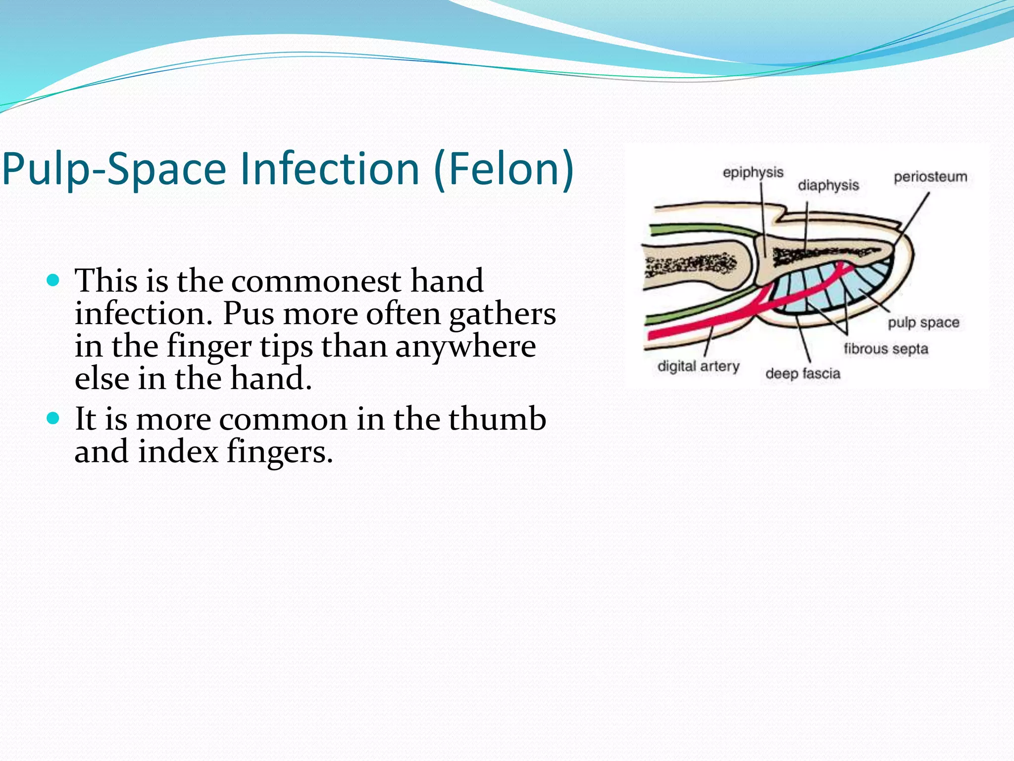 Anatomy of Upper extremity | PPTX